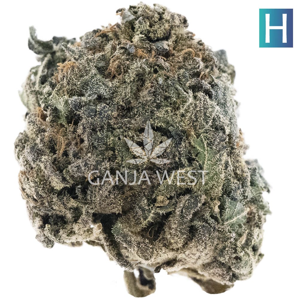 Double Black Doja A - Hybrid - Ganja West Online Dispensary in Canada.