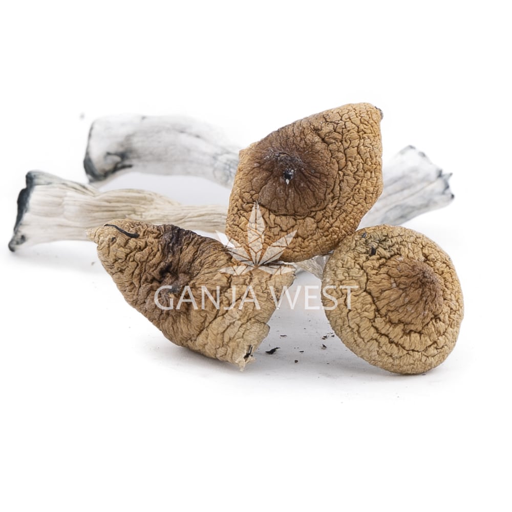 Wholesale Shrooms - Dancing Tiger - Ganja West Online Dispensary