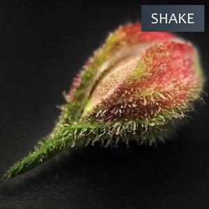 Shake & Trim Cannabis Strains - Ganja West Online Dispensary
