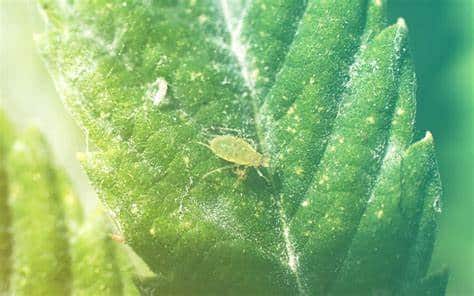 Common Types Of Cannabis Pests - Ganja West Dispensary