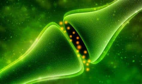 Weed 101: The Endocannabinoid System - Ganja West Dispensary