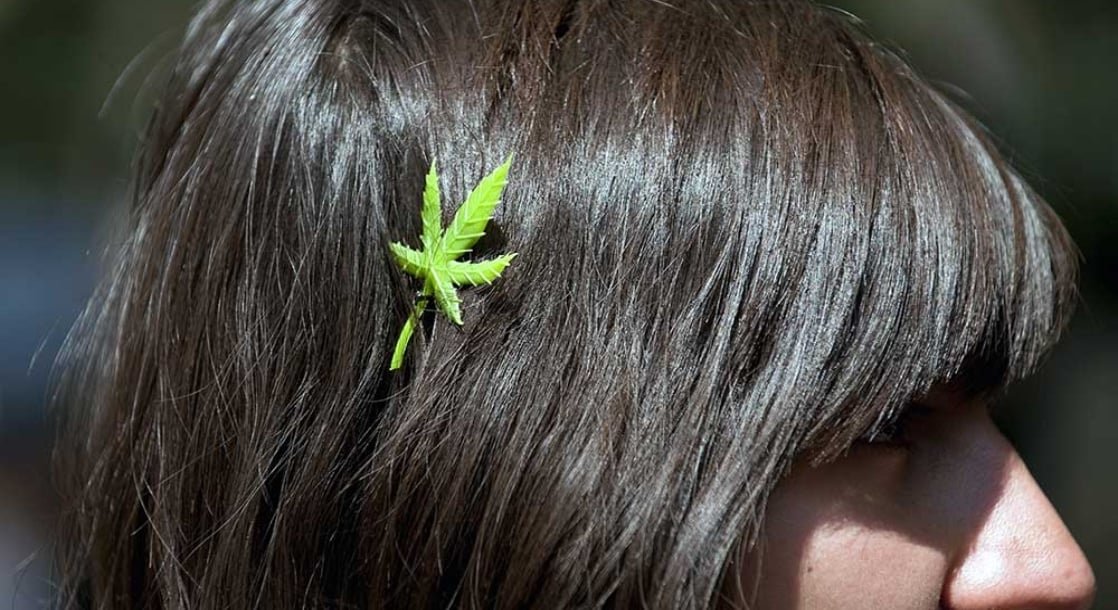Effects Of Cannabis Use On Hair Health - Ganja West Dispensary