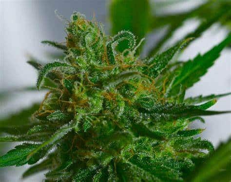 Weed 101: Organic Growing Methods - Ganja West Dispensary