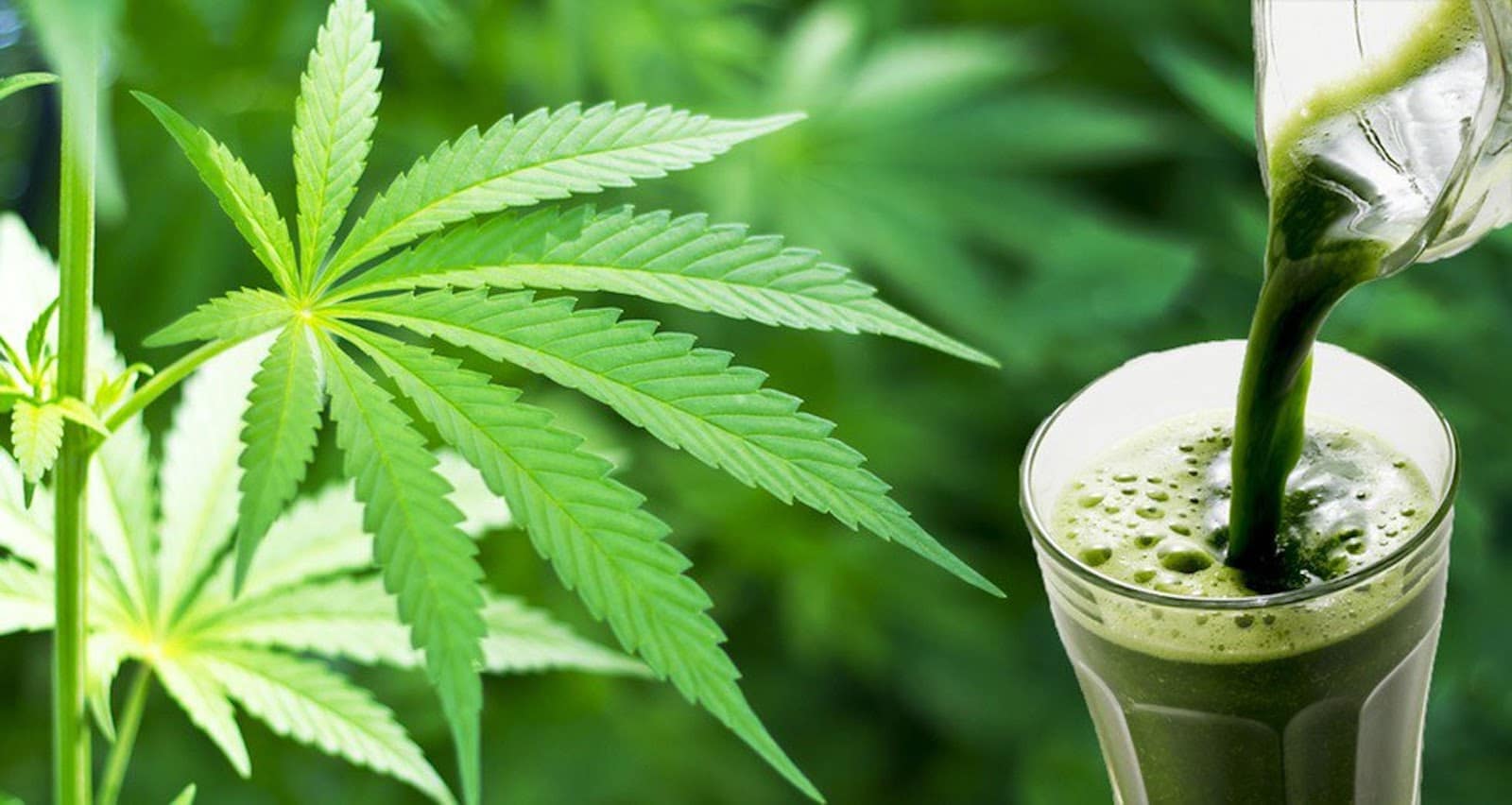 The History Of Cannabis Drinks - Ganja West Dispensary