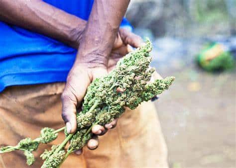 The Role Of Weed In Jamaican Culture - Ganja West Dispensary