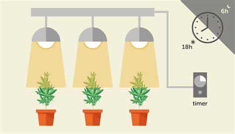 Light Cycles In Weed Growth - Ganja West Dispensary