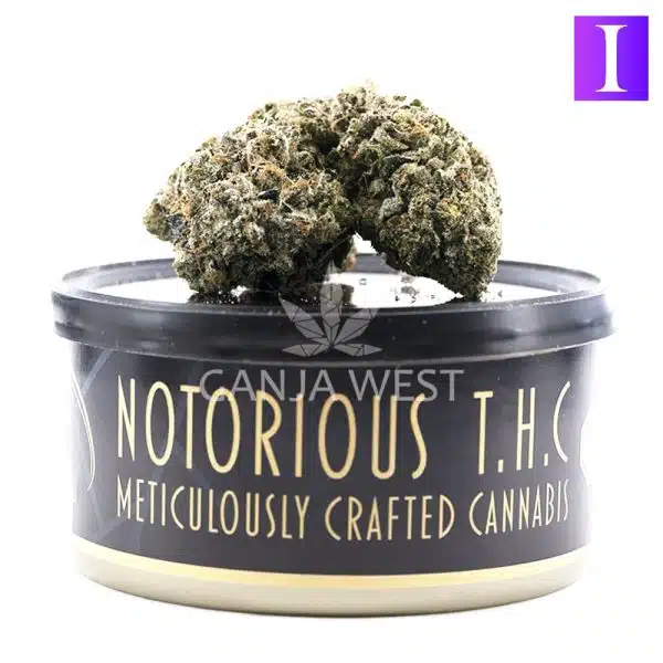 Notorious THC Craft - Black Grape Romulan (7 Grams) - Ganja West