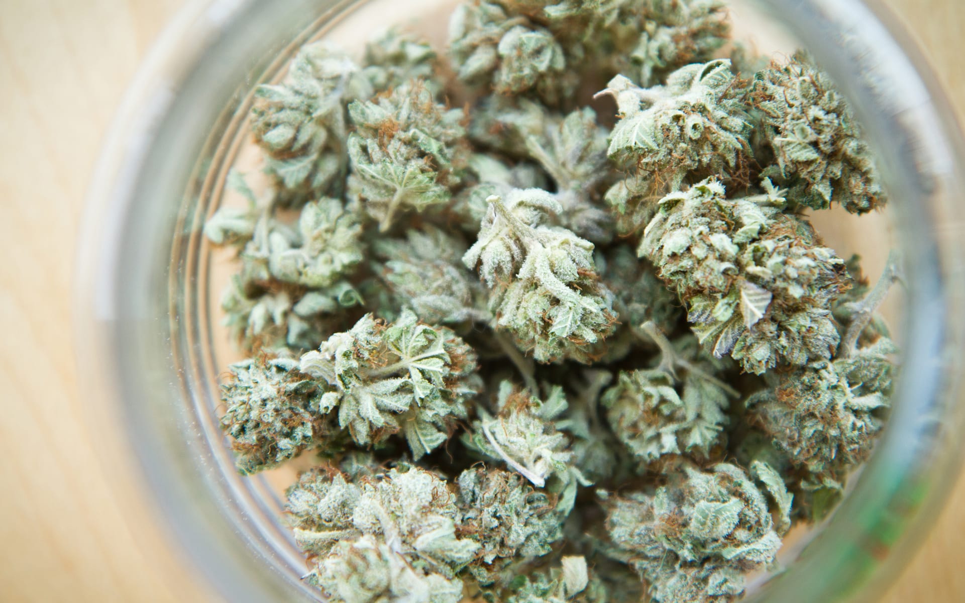 How Mold And Mildew Affects Weed - Ganja West Online Dispensary