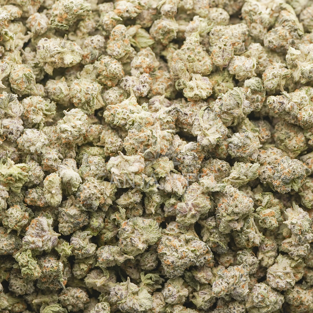 El Fuego Blanco Craft Popcorn - Hybrid - Ganja West Online Dispensary Shop