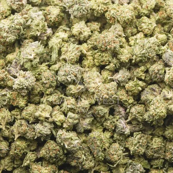 Zombie Death Fuck AAAA Popcorn - Hybrid - Ganja West Online Dispensary