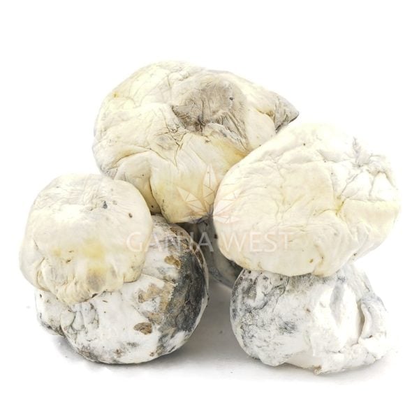 Wholesale - Shrooms - Pearly Gates - Ganja West Online Dispensary in Canada