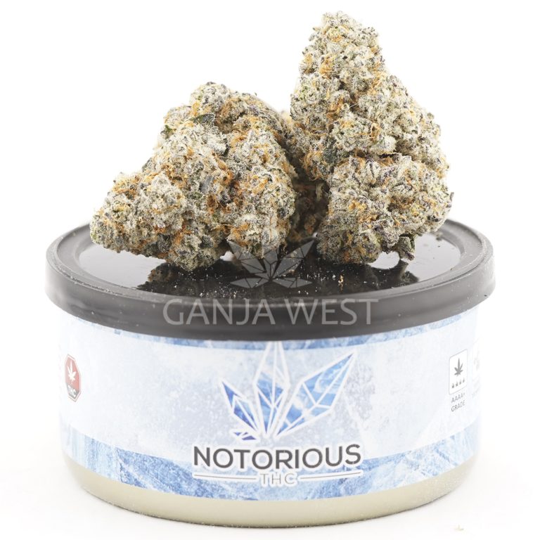 Notorious THC Craft - Blue Burst (7 Grams) - Ganja West Online Dispensary